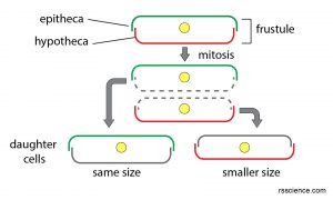 Diatoms - Rs' Science