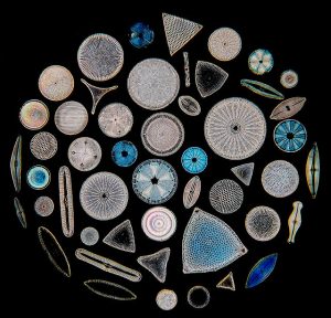 Microscopic Organisms in a Drop of Pond Water
