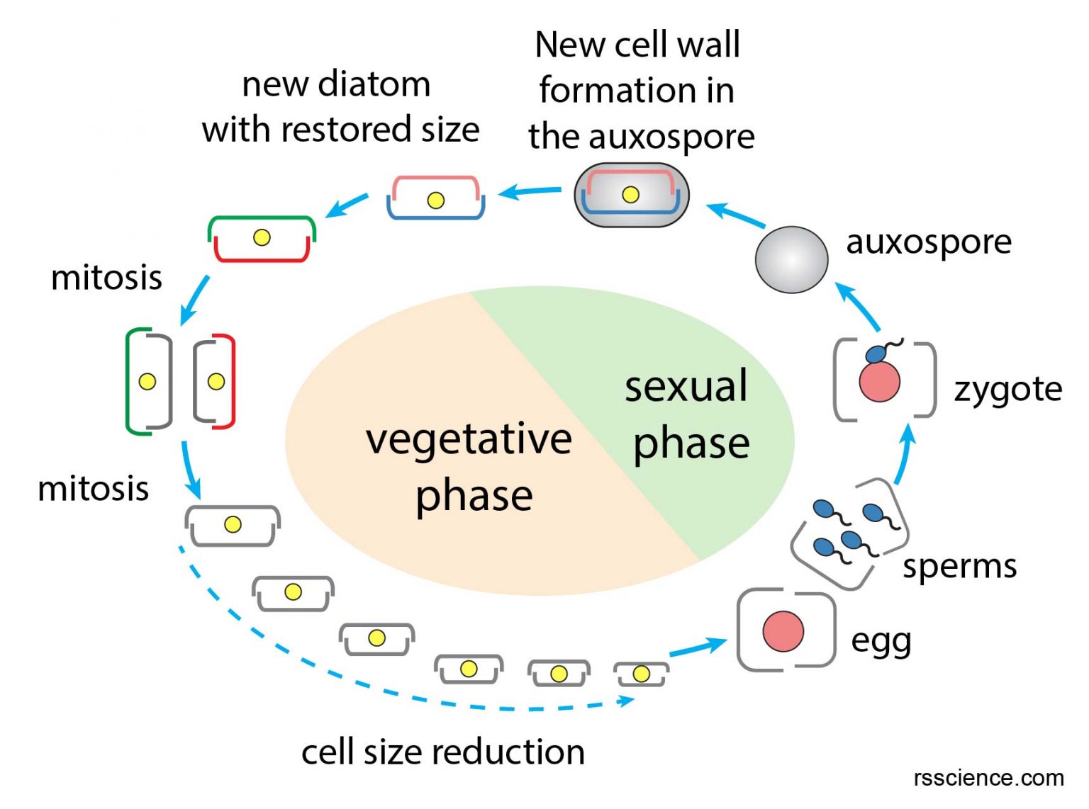 Diatoms - Rs' Science