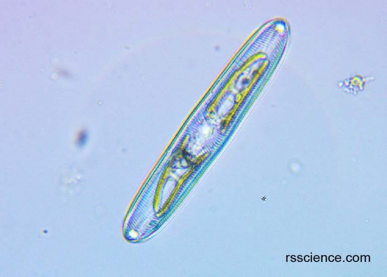 Diatoms - Rs' Science