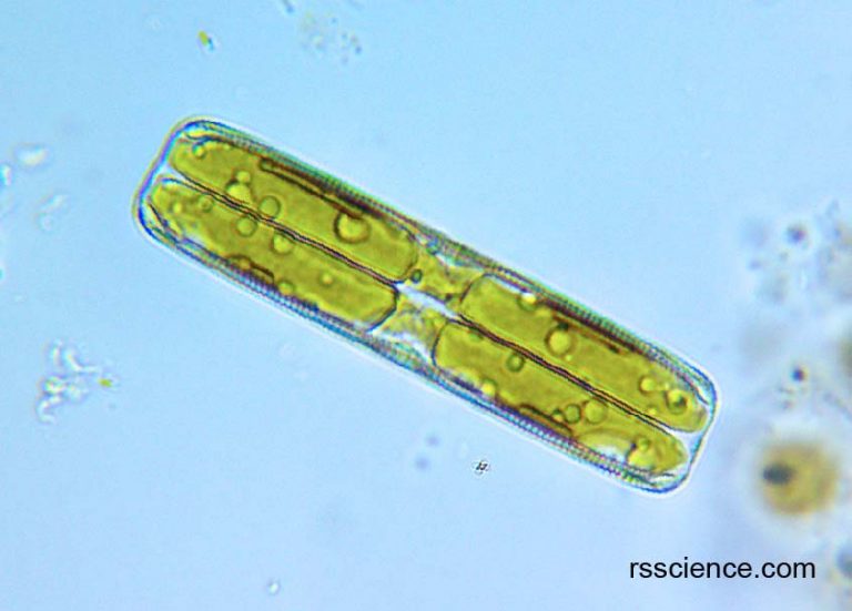 Diatoms - Rs' Science