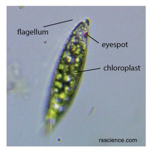 Euglena under a microscope - anatomy, reproduction & facts - Rs' Science