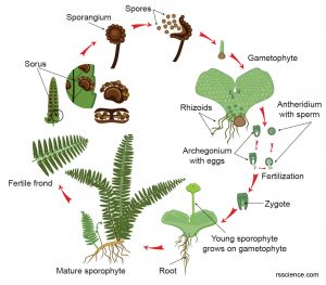 Fern Spores Under a Microscope - Rs' Science