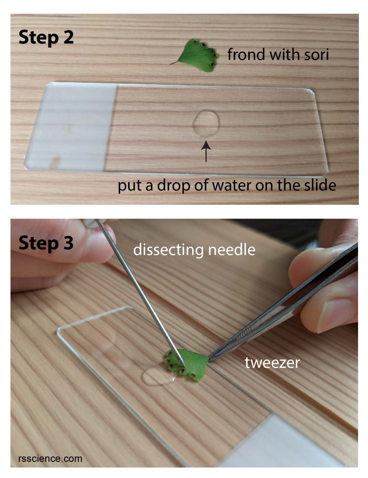 Fern Spores Under a Microscope - Rs' Science