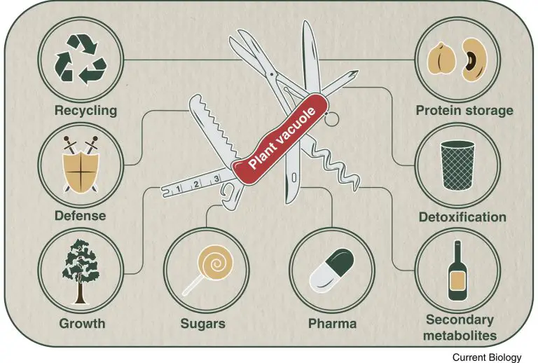 Vacuole Function and Structure - Extra Space Storage - Rs' Science