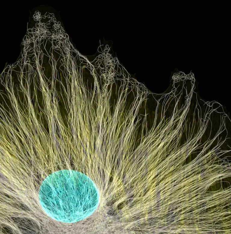 Cell Organelles and their Functions - Rs' Science