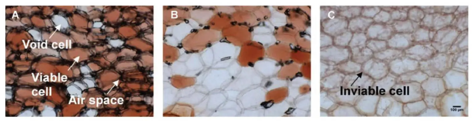 Vacuole Function and Structure - Extra Space Storage - Rs' Science