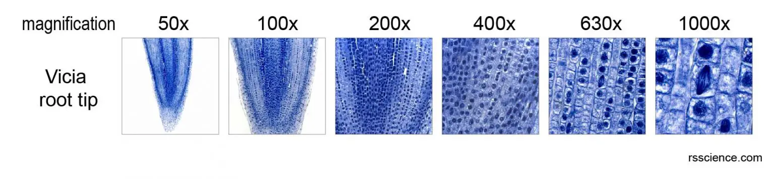 Compound Microscope Parts – Labeled Diagram and their Functions - Rs ...