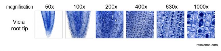 Compound Microscope Parts – Labeled Diagram and their Functions - Rs ...