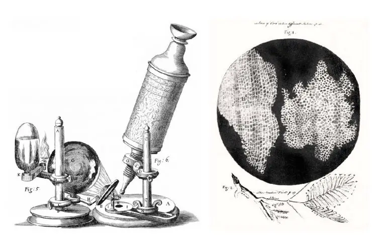 Who Invented the Microscope? History of Microscope - Rs' Science