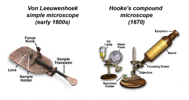 Compound Microscope Parts – Labeled Diagram and their Functions - Rs ...