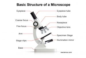 What is a Microscope? Function and Magnification - Rs' Science
