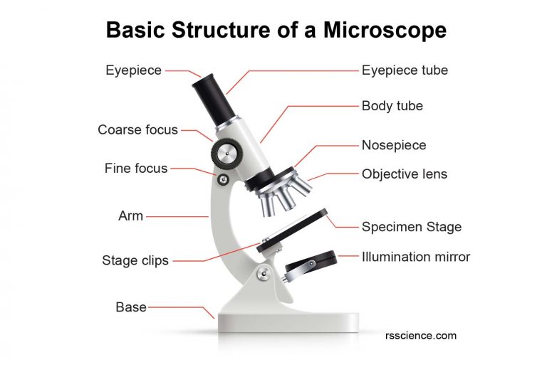 What is a Microscope? Function and Magnification - Rs' Science
