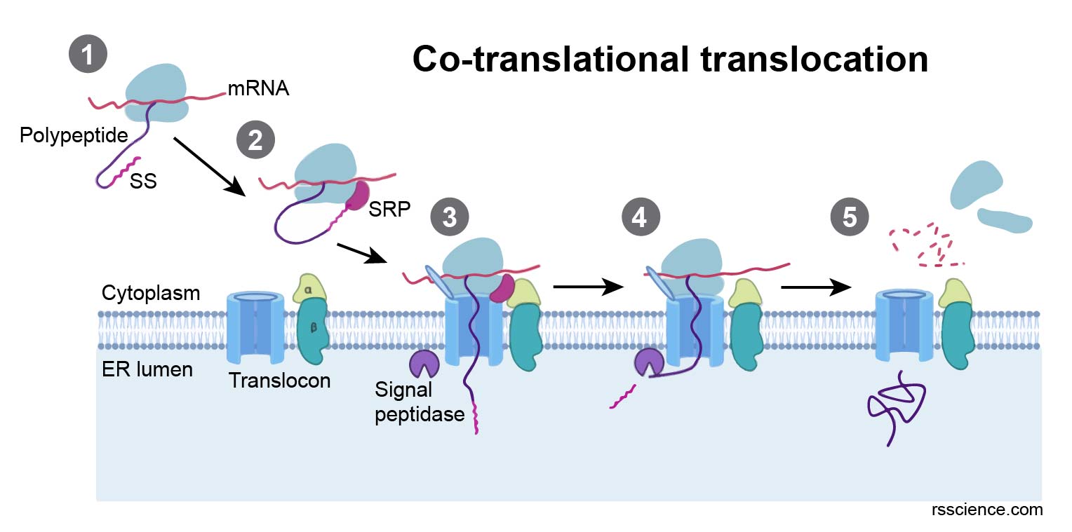 Ribosome - protein factory - definition, function, structure and biology