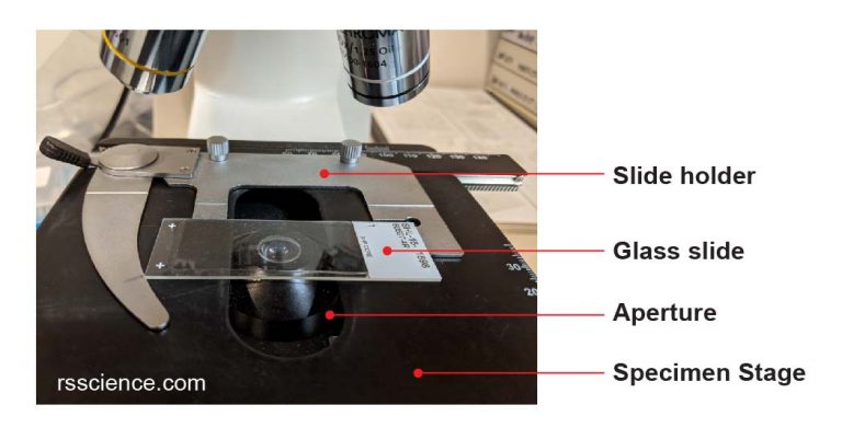 Compound Microscope Parts – Labeled Diagram and their Functions - Rs ...