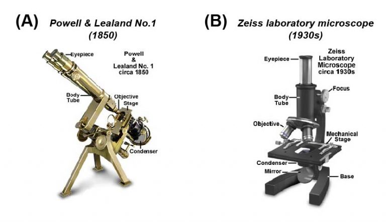 Who Invented the Microscope? History of Microscope - Rs' Science