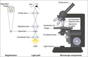 What is a Microscope? Function and Magnification - Rs' Science