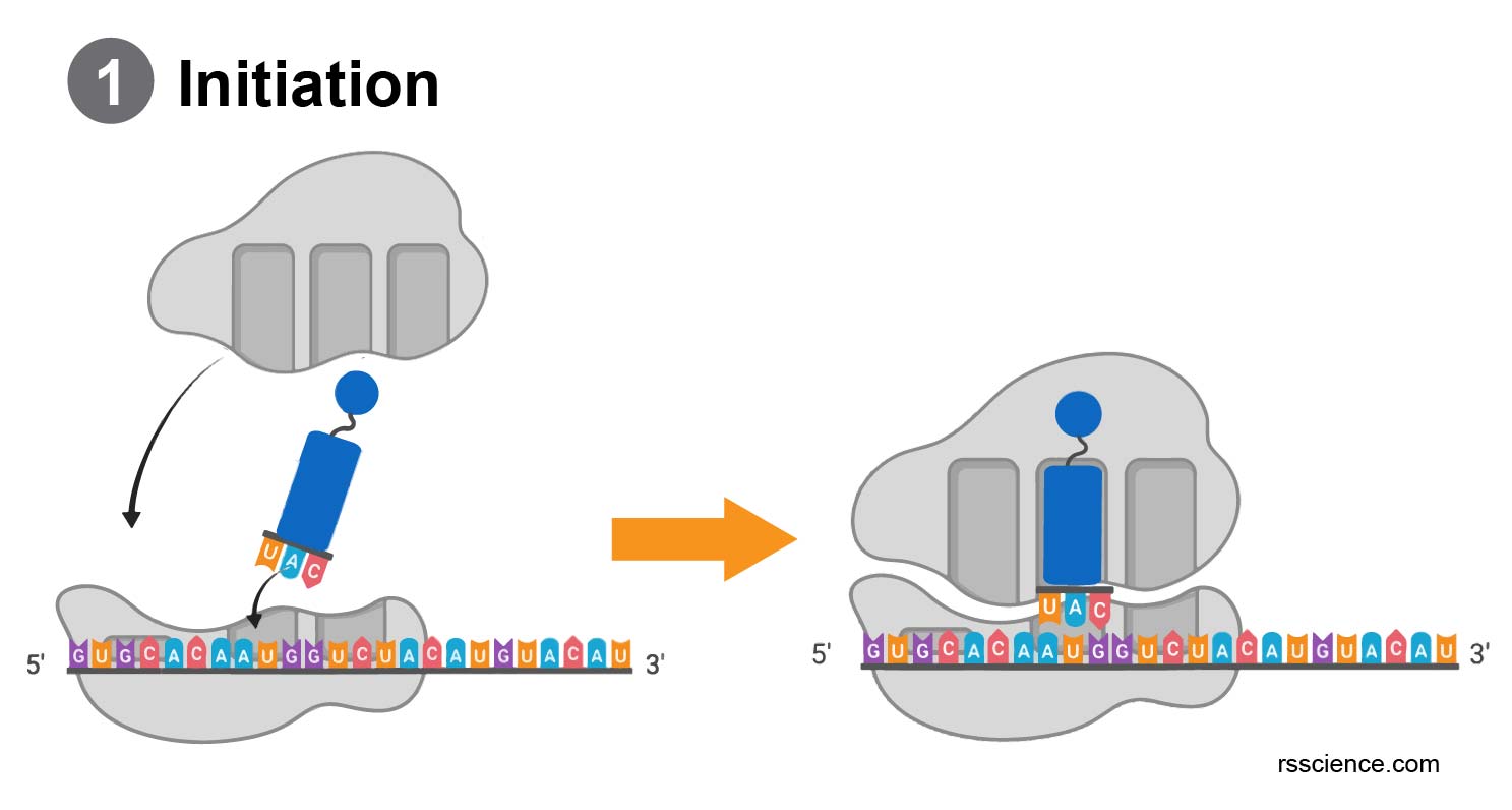 Ribosome - protein factory - definition, function, structure and biology