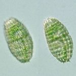 Microscopic Organisms in a Drop of Pond Water