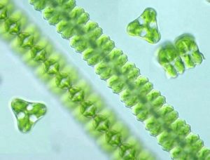 Microscopic Organisms in a Drop of Pond Water