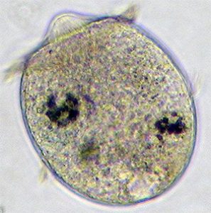 Microscopic Organisms in a Drop of Pond Water