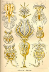 Facts about Rotifers – Amazing Microscopic Animals under the Microscope