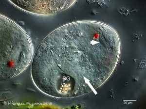 Facts about Rotifers – Amazing Microscopic Animals under the Microscope