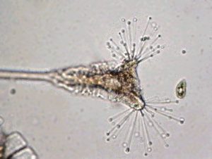 Microscopic Organisms in a Drop of Pond Water