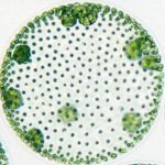 Microscopic Organisms in a Drop of Pond Water