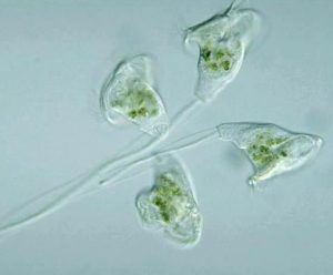 Microscopic Organisms in a Drop of Pond Water