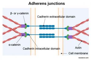 Epithelium - Definition, Characteristics, Cell Structures, Types, and ...
