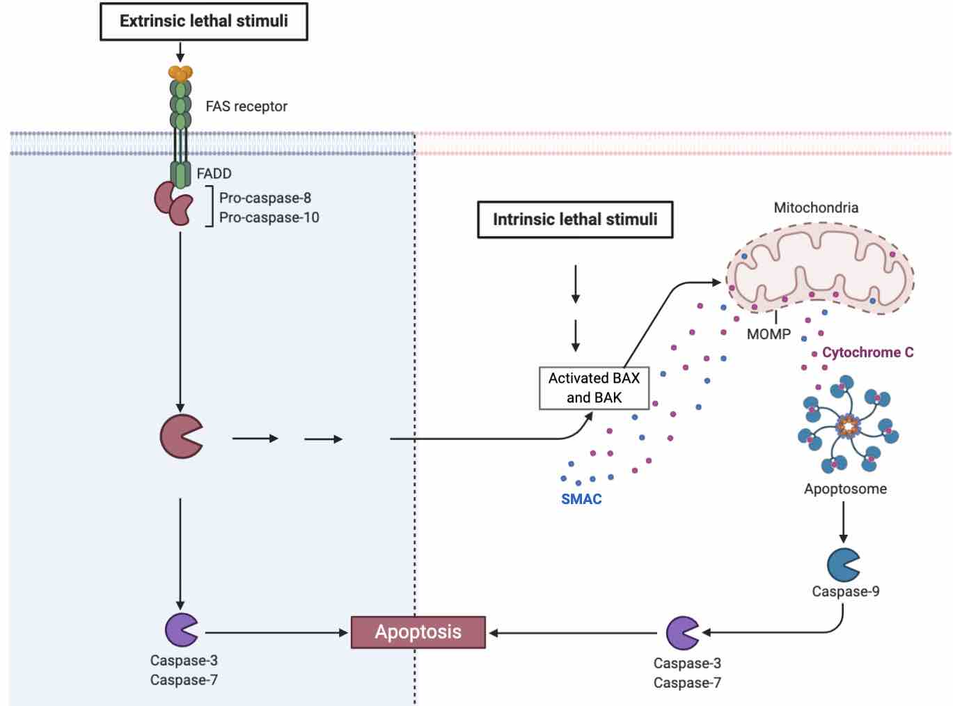 Mitochondria - the powerhouses of the cell - definition, structure ...