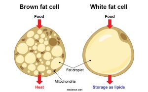 Mitochondria - the powerhouses of the cell - definition, structure ...