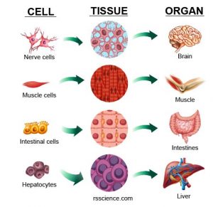 Cell Culture Basics – The Foundation of Biotechnology - Rs' Science