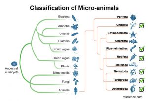 Microscopic Organisms in a Drop of Pond Water