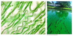 Microscopic Organisms in a Drop of Pond Water