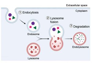 Lysosome - the cell’s recycling center - definition, structure ...