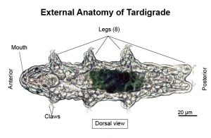 What are Tardigrades (Water Bears) - extreme conditions survivor