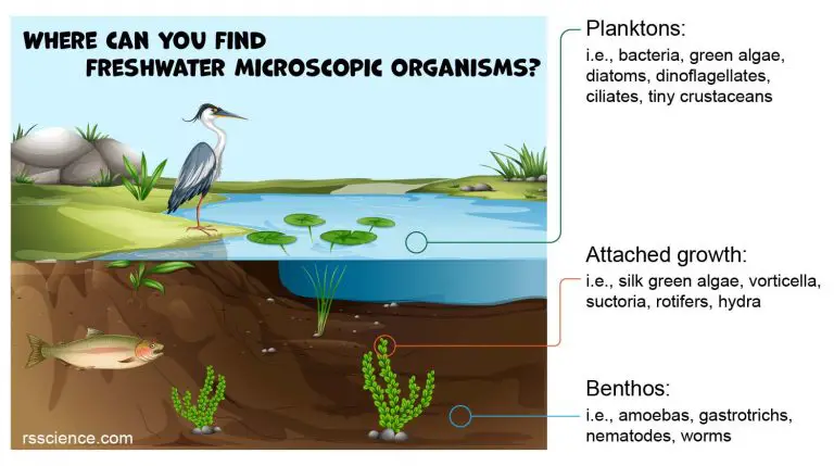 Microscopic Organisms in a Drop of Pond Water