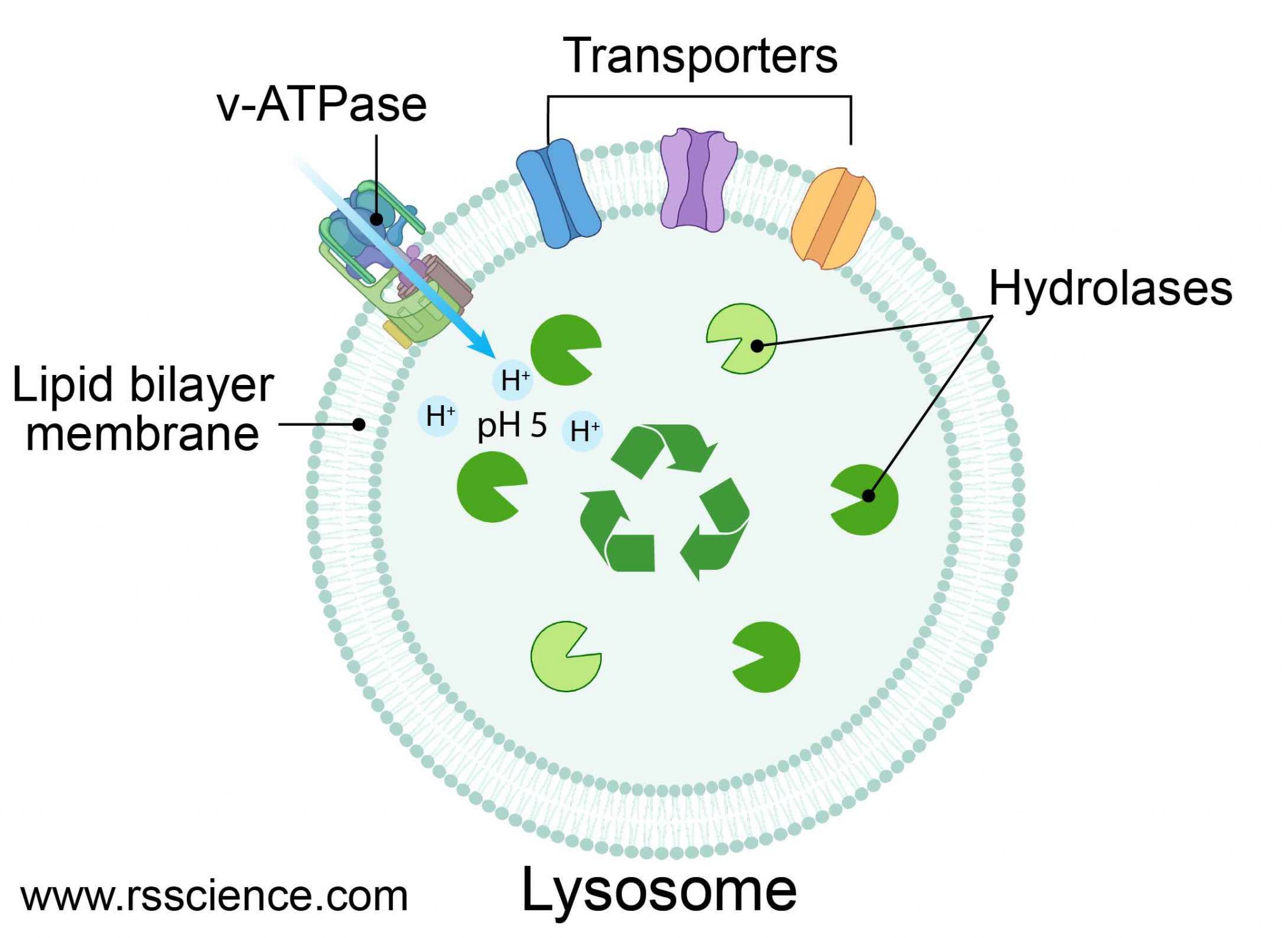 Lysosome - the cell’s recycling center - definition, structure ...
