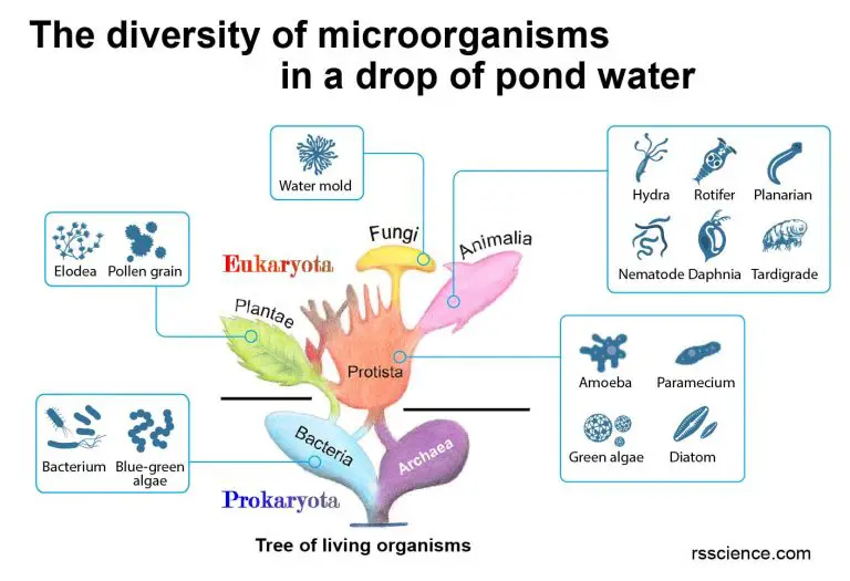 Microscopic Organisms in a Drop of Pond Water
