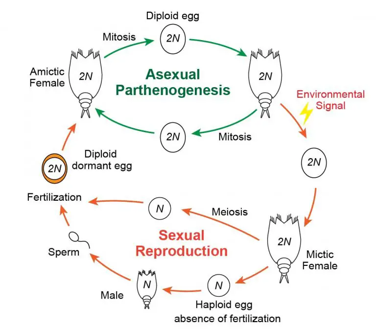 Facts about Rotifers – Amazing Microscopic Animals under the Microscope