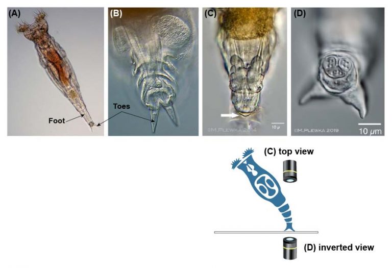 Facts about Rotifers – Amazing Microscopic Animals under the Microscope