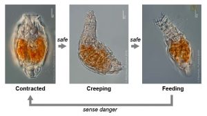 Facts about Rotifers – Amazing Microscopic Animals under the Microscope