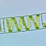 Microscopic Organisms in a Drop of Pond Water