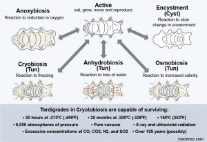 What are Tardigrades (Water Bears) - extreme conditions survivor