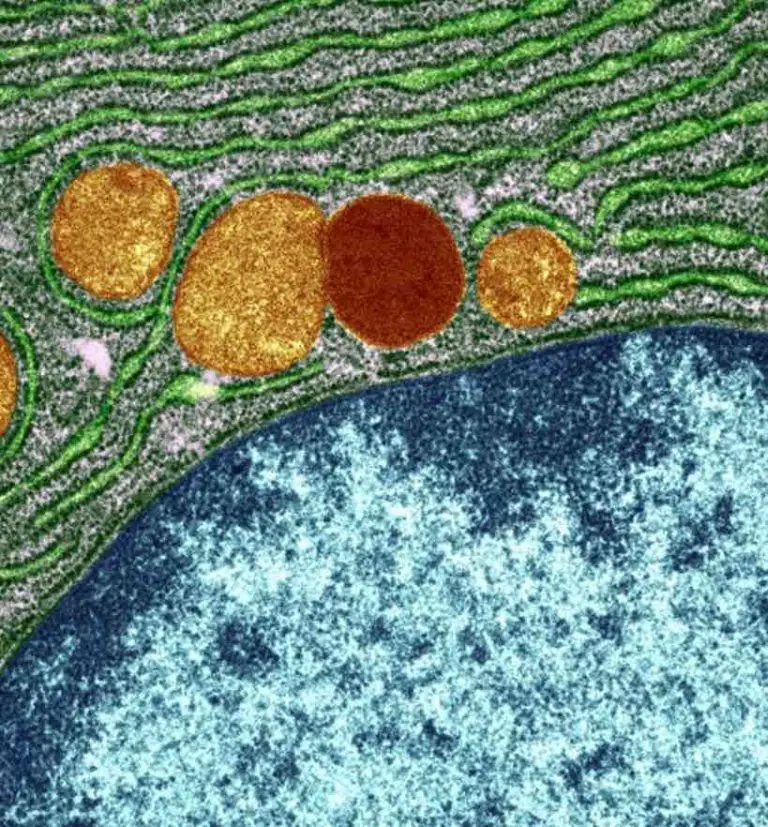 Endoplasmic reticulum - the cellular inter “NET” - definition ...