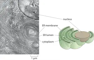 Endoplasmic reticulum - the cellular inter “NET” - definition ...