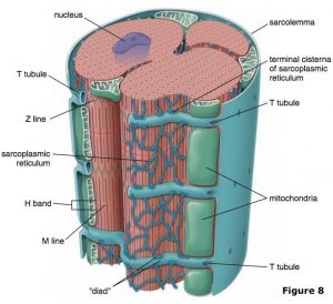 Endoplasmic reticulum - the cellular inter “NET” - definition ...