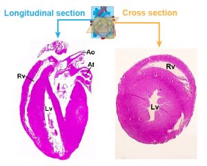 Cardiomyocytes (Cardiac Muscle Cells) - Structure, Function, Cell ...